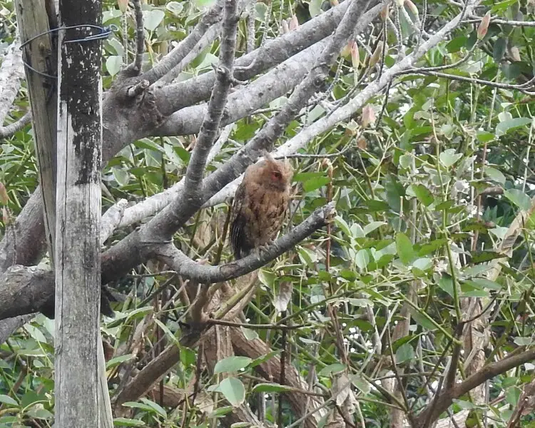 Otus semitorques - факти, дієта, ареал і фотографії на Animalia.bio