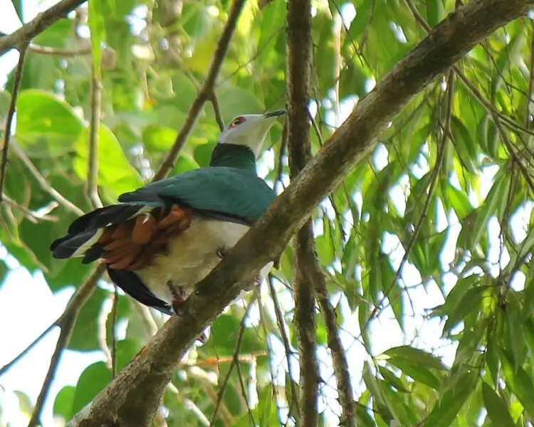 Ducula forsteni - факти, дієта, ареал і фотографії на Animalia.bio