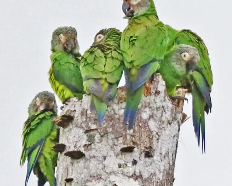 Dusky-headed parakeet - Facts, Diet, Habitat & Pictures on Animalia.bio