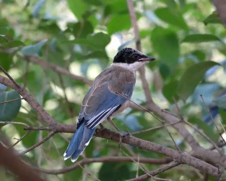 Azure-winged magpie - Facts, Diet, Habitat & Pictures on Animalia.bio