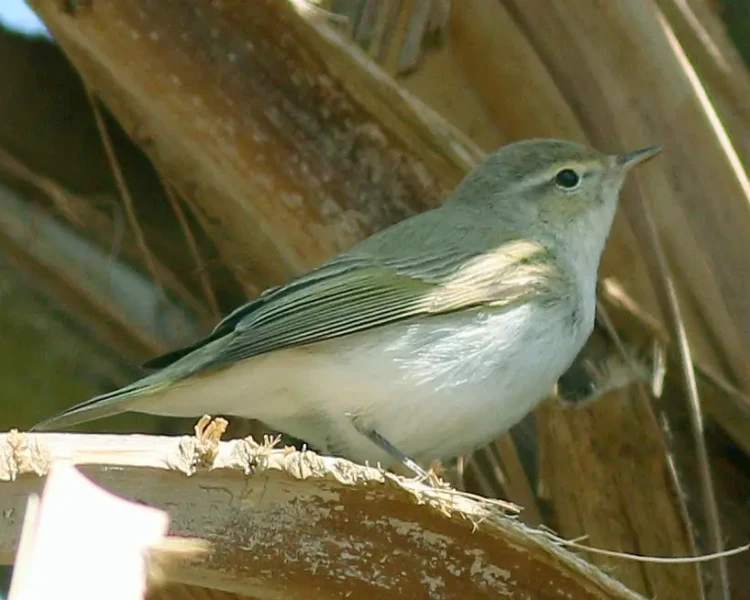 Phylloscopus orientalis - Facts, Diet, Habitat & Pictures on Animalia.bio