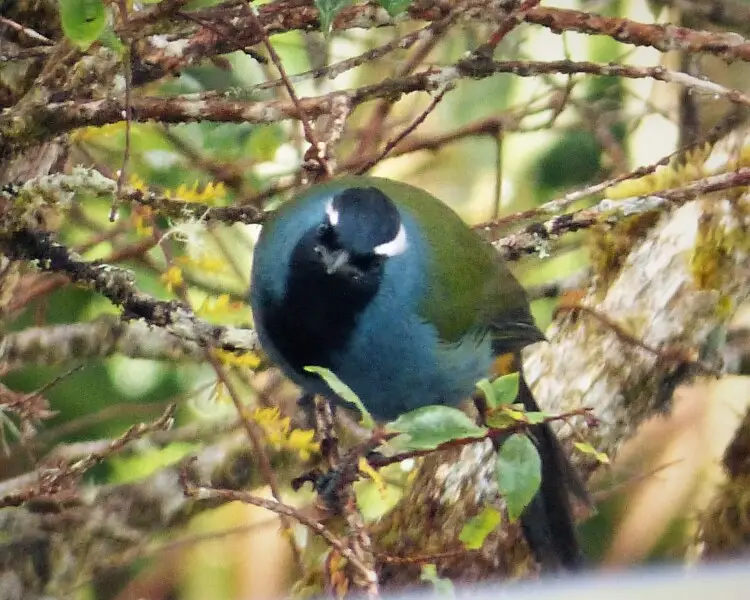 Paramythia montium - факти, дієта, ареал і фотографії на Animalia.bio