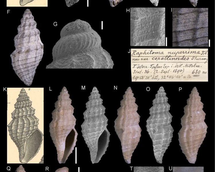 Endemic Animals of Louisiana