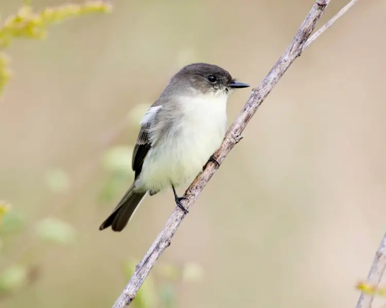 Eastern Phoebe - Facts, Diet, Habitat & Pictures on Animalia.bio