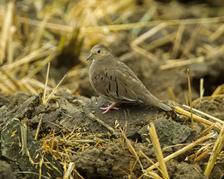 Ecuadorian ground dove - Facts, Diet, Habitat & Pictures on Animalia.bio