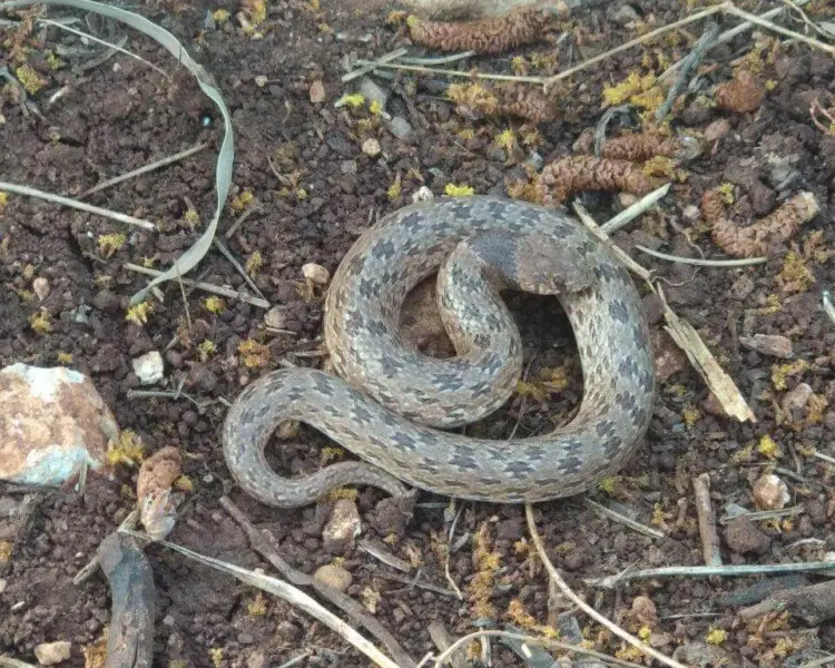 Eirenis coronella - Facts, Diet, Habitat & Pictures on Animalia.bio