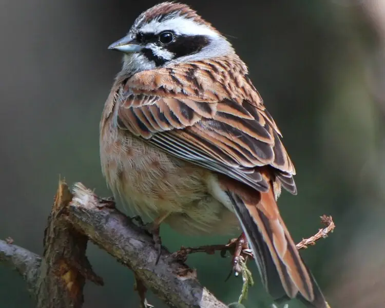 Meadow bunting - Facts, Diet, Habitat & Pictures on Animalia.bio
