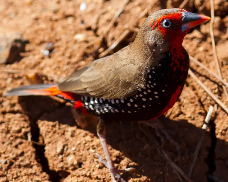 Painted finch - Facts, Diet, Habitat & Pictures on Animalia.bio