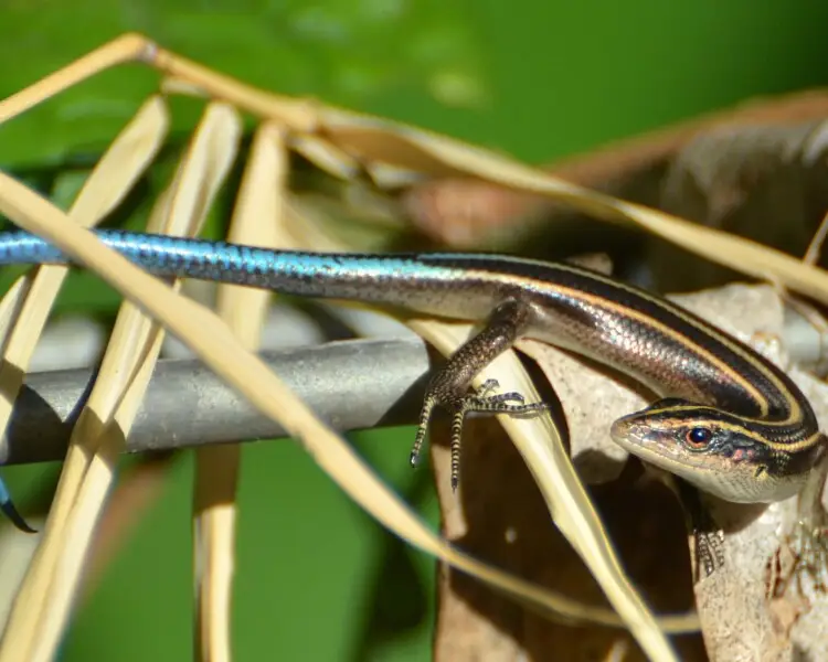 Emoia caeruleocauda - Facts, Diet, Habitat & Pictures on Animalia.bio