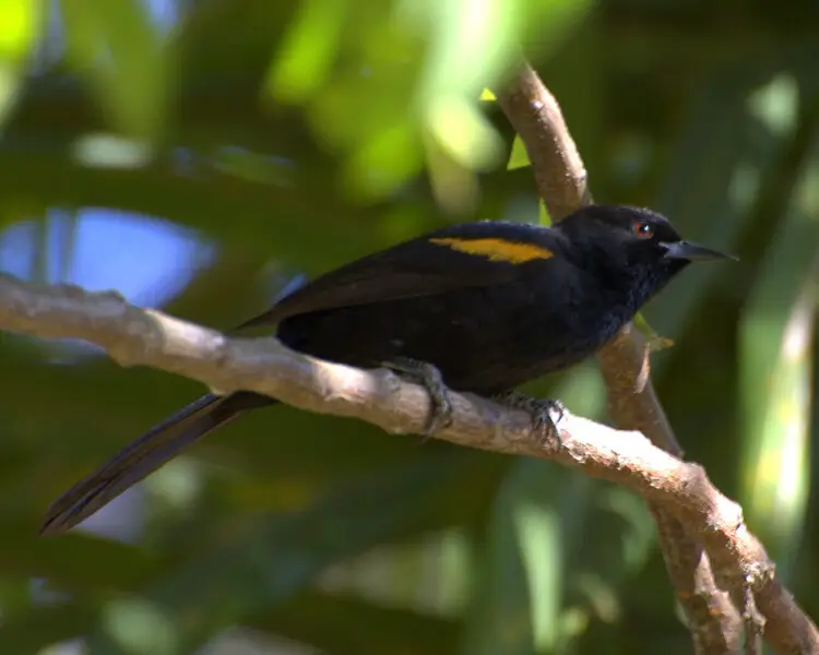 Icterus pyrrhopterus - факти, дієта, ареал і фотографії на Animalia.bio