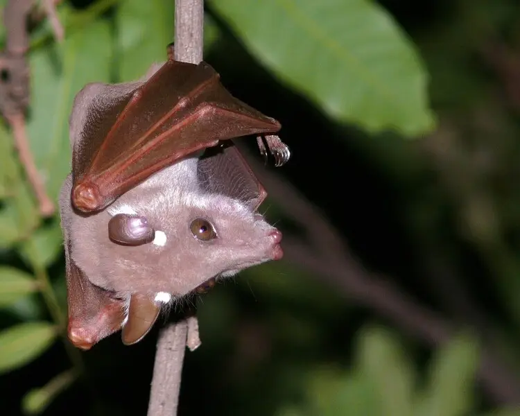 Epomophorus crypturus - факти, дієта, ареал і фотографії на Animalia.bio