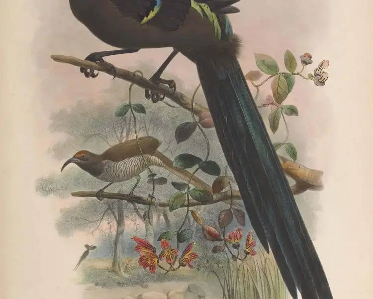 Black sicklebill - Facts, Diet, Habitat & Pictures on Animalia.bio