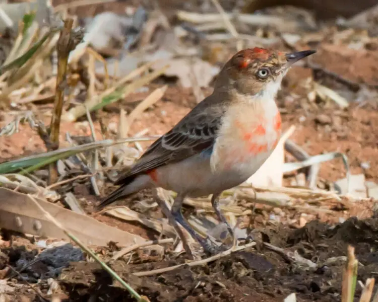 Crimson chat - Facts, Diet, Habitat & Pictures on Animalia.bio