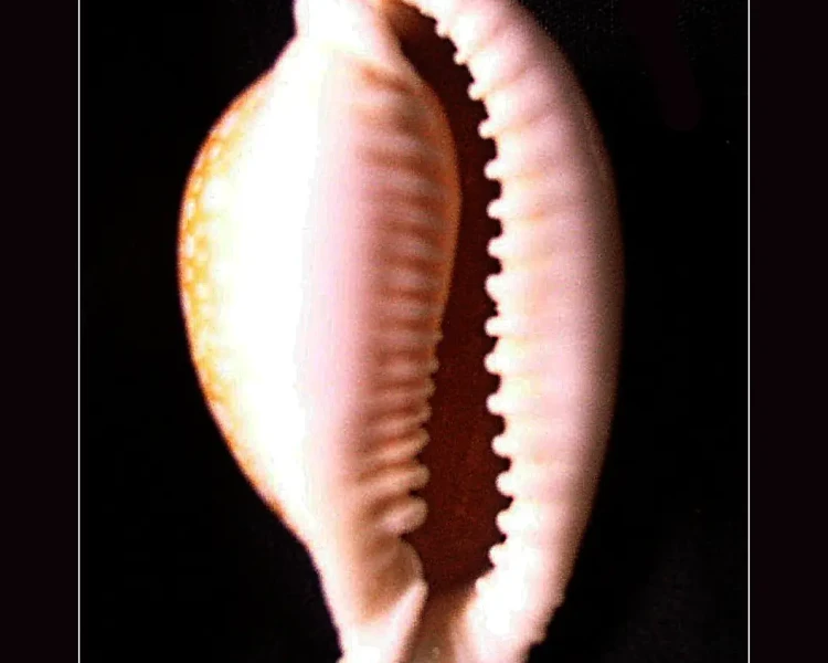 Naria miliaris - факти, дієта, ареал і фотографії на Animalia.bio