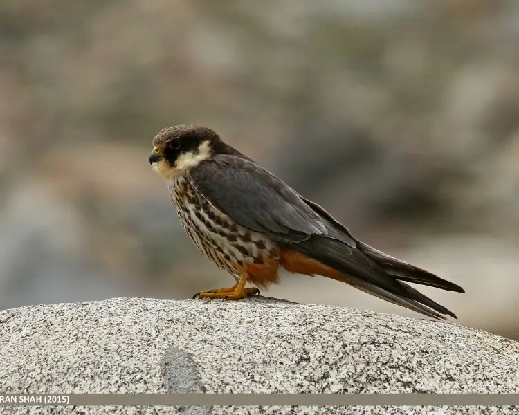Eurasian hobby - Facts, Diet, Habitat & Pictures on Animalia.bio