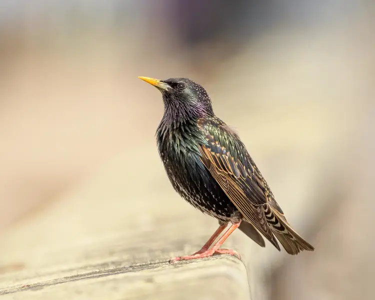 Top 137 Which Animals Have Spots On Their Body Inoticia