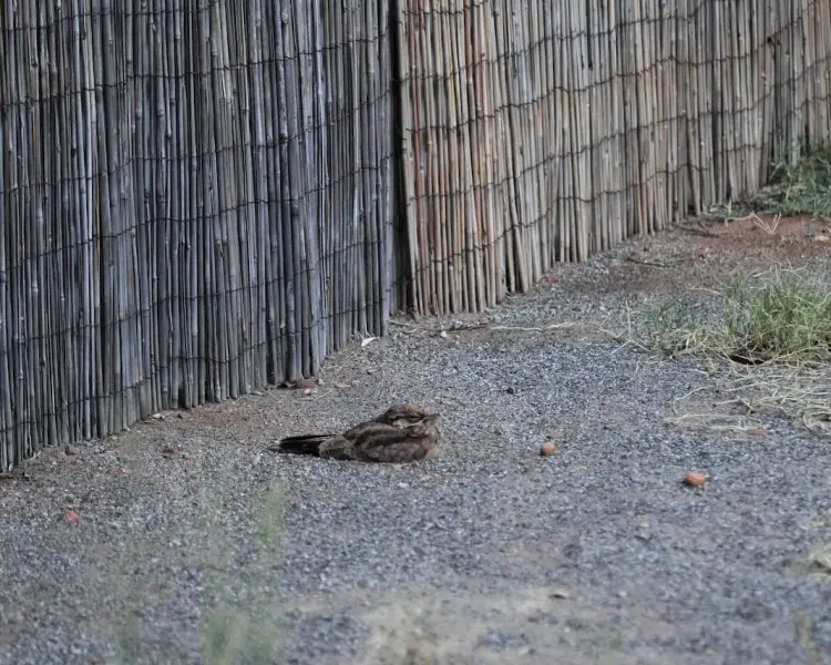 Spotted nightjar - Facts, Diet, Habitat & Pictures on Animalia.bio