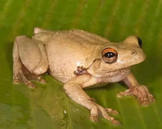 Litoria everetti - факти, дієта, ареал і фотографії на Animalia.bio