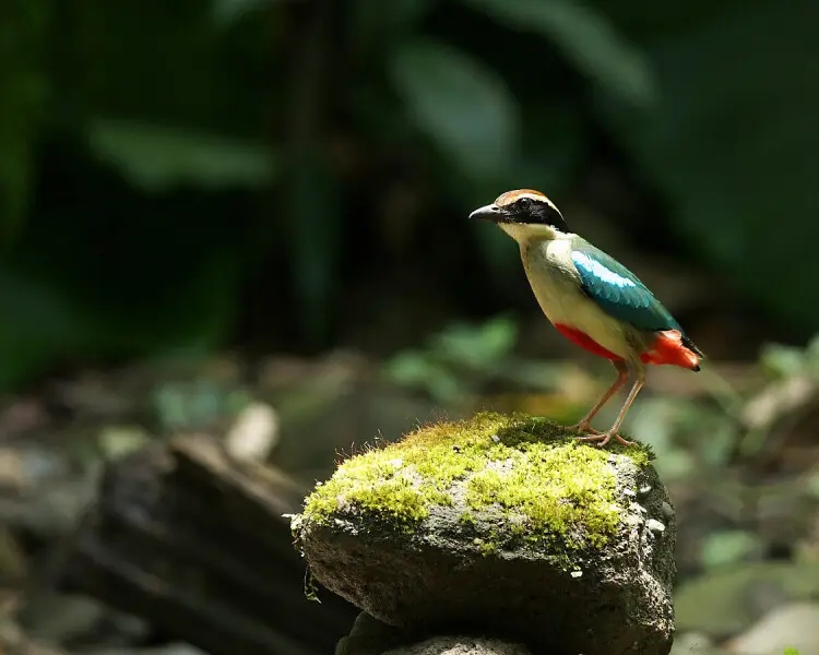 Fairy pitta - Facts, Diet, Habitat & Pictures on Animalia.bio