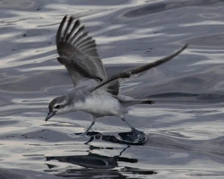 Fairy prion - Facts, Diet, Habitat & Pictures on Animalia.bio