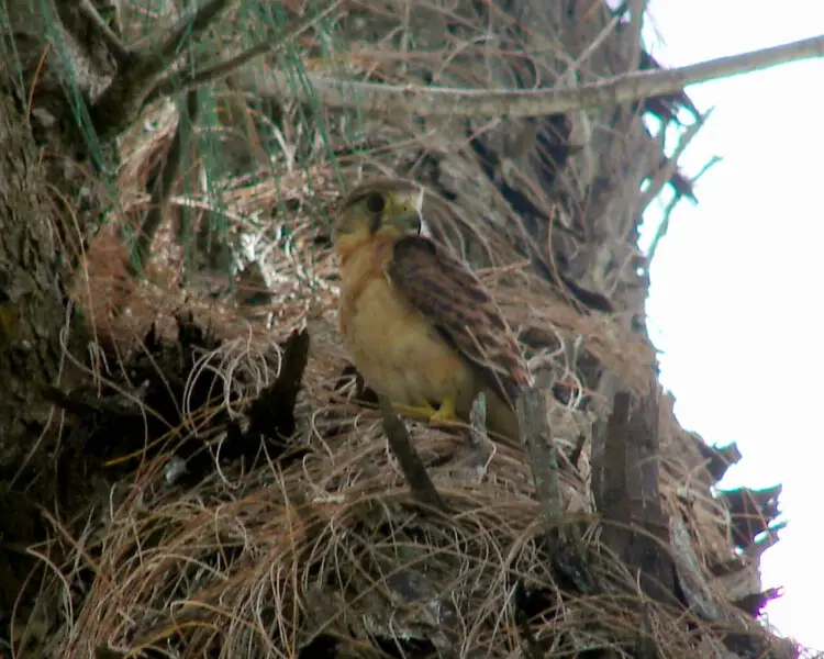 Endemic Animals of Seychelles