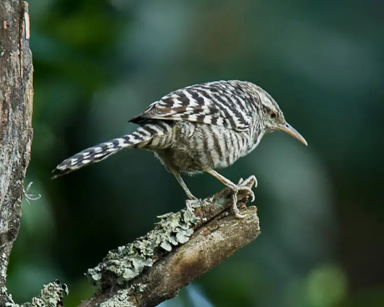 Fasciated wren - Facts, Diet, Habitat & Pictures on Animalia.bio