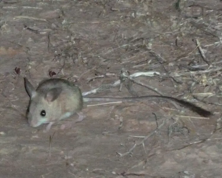 Notomys cervinus - факти, дієта, ареал і фотографії на Animalia.bio