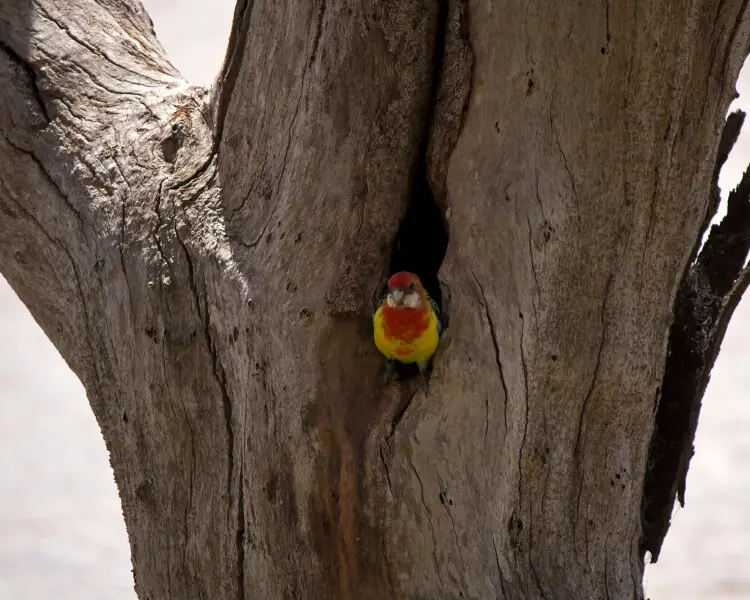 Eastern rosella - Facts, Diet, Habitat & Pictures on Animalia.bio