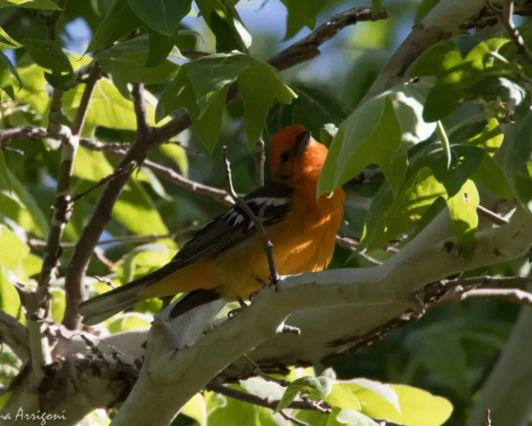 Flame-colored tanager - Facts, Diet, Habitat & Pictures on Animalia.bio