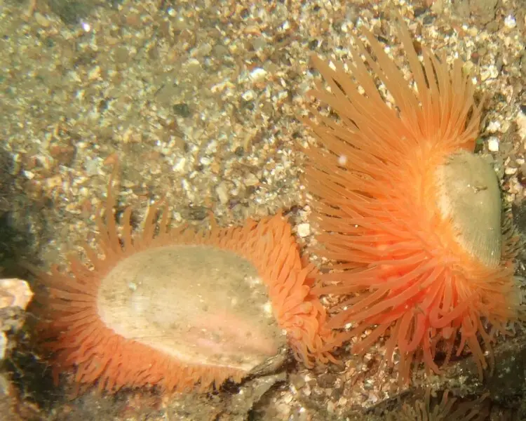 Limaria hians - Facts, Diet, Habitat & Pictures on Animalia.bio