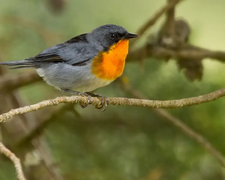 Flame-throated warbler - Facts, Diet, Habitat & Pictures on Animalia.bio
