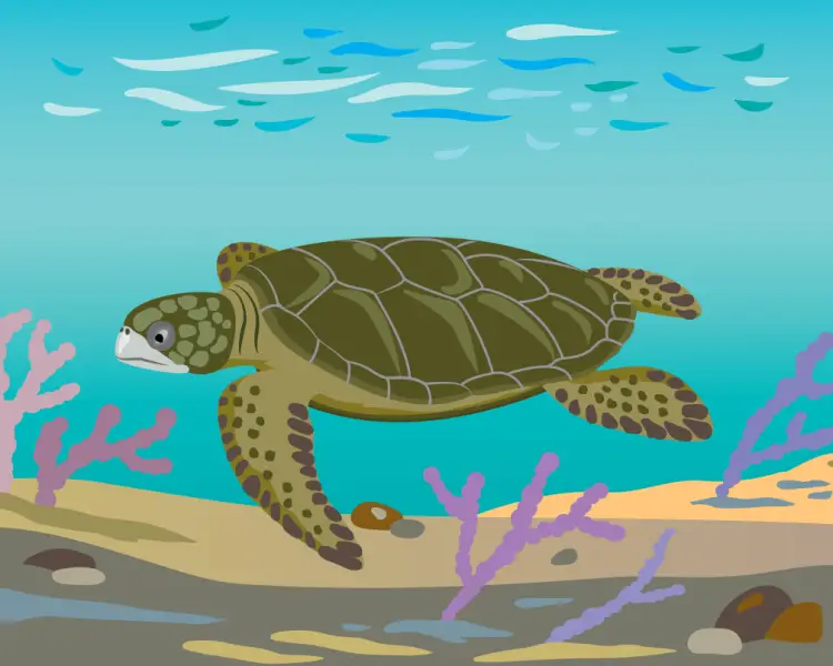 Flatback Sea Turtle - Facts, Diet, Habitat & Pictures on Animalia.bio
