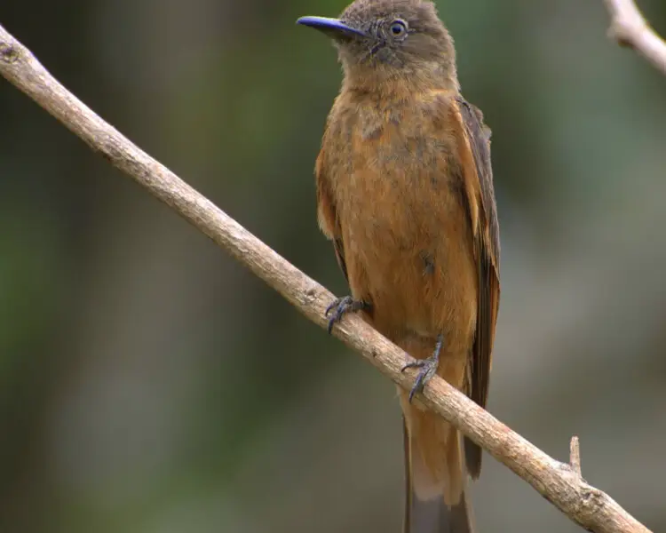 Hirundinea ferruginea - факти, дієта, ареал і фотографії на Animalia.bio