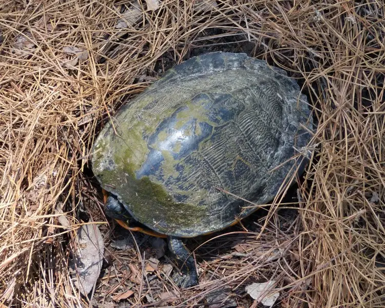 Coastal plain cooter - Facts, Diet, Habitat & Pictures on Animalia.bio