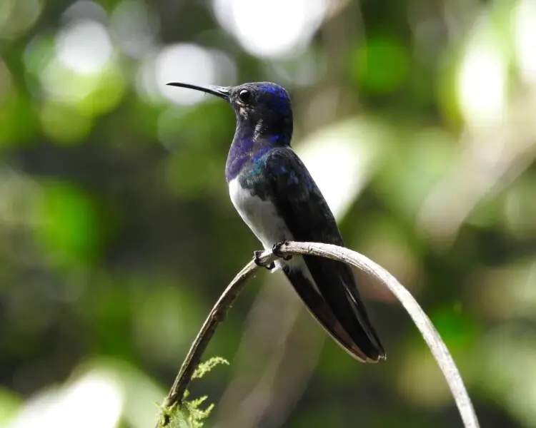 White-necked jacobin - Facts, Diet, Habitat & Pictures on Animalia.bio