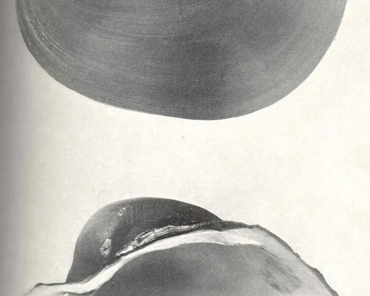 Potamilus capax - факти, дієта, ареал і фотографії на Animalia.bio