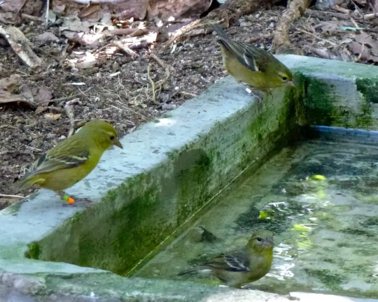 Mauritius fody - Facts, Diet, Habitat & Pictures on Animalia.bio