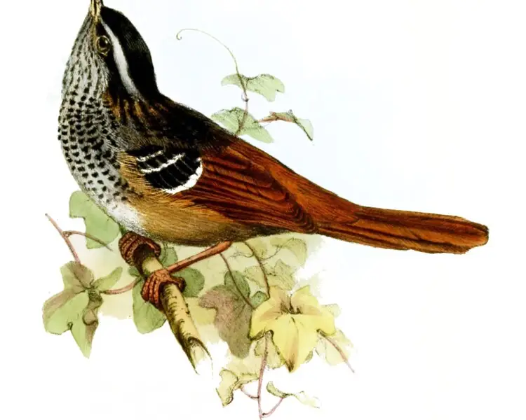Rufous-tailed antbird - Facts, Diet, Habitat & Pictures on Animalia.bio