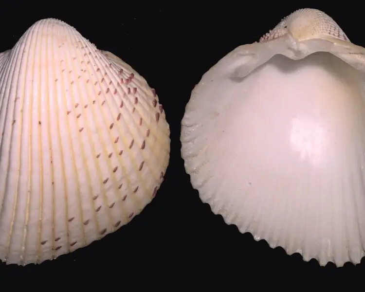 Fragum unedo - Facts, Diet, Habitat & Pictures on Animalia.bio