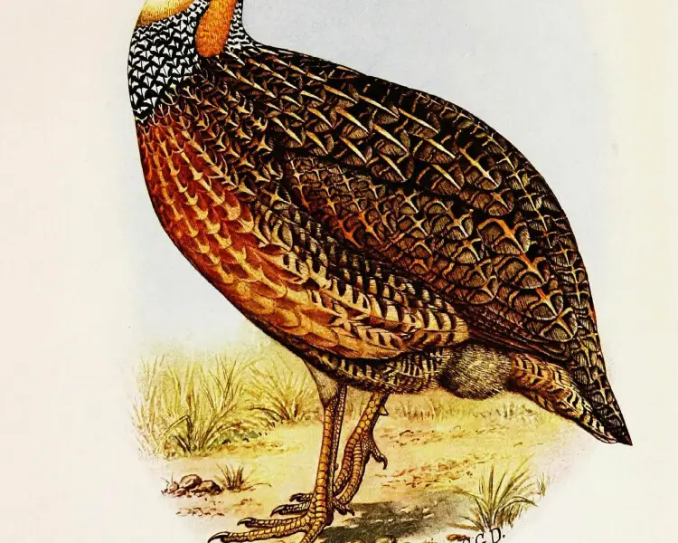 Red-winged francolin - Facts, Diet, Habitat & Pictures on Animalia.bio
