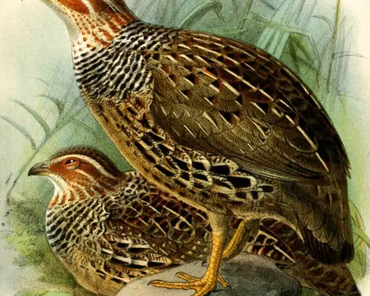 Ring-necked francolin - Facts, Diet, Habitat & Pictures on Animalia.bio