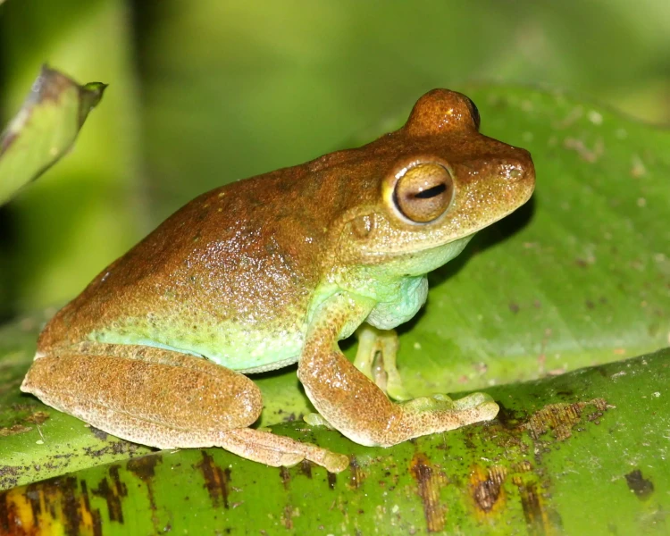 Boana pellucens - факти, дієта, ареал і фотографії на Animalia.bio
