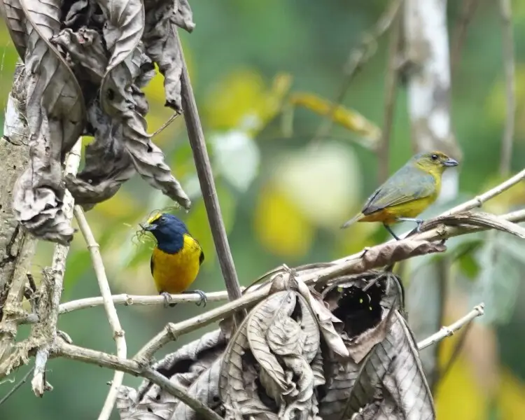 Eufonia dal sottocoda fulvo - Fatti, dieta, habitat e immagini su ...