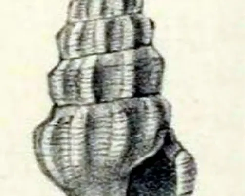 Funa theoreta - факти, дієта, ареал і фотографії на Animalia.bio