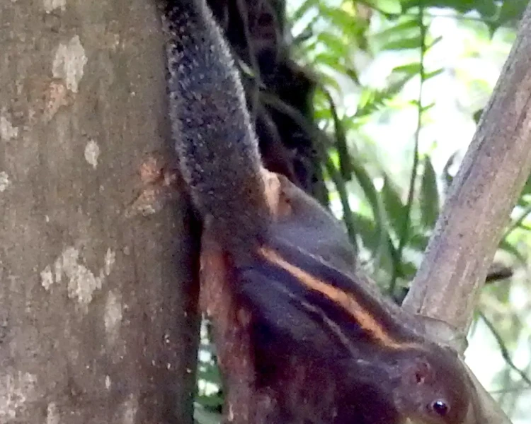 Funambulus layardi - факти, дієта, ареал і фотографії на Animalia.bio
