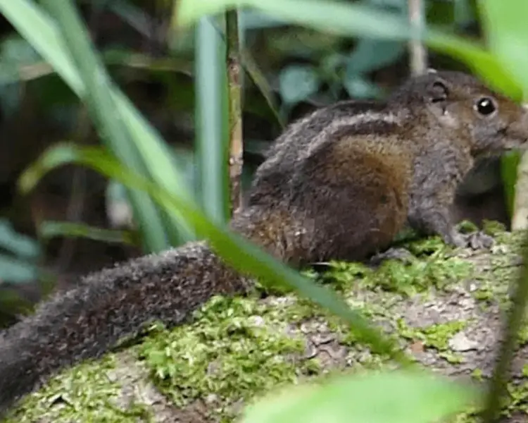 Funambulus obscurus - факти, дієта, ареал і фотографії на Animalia.bio