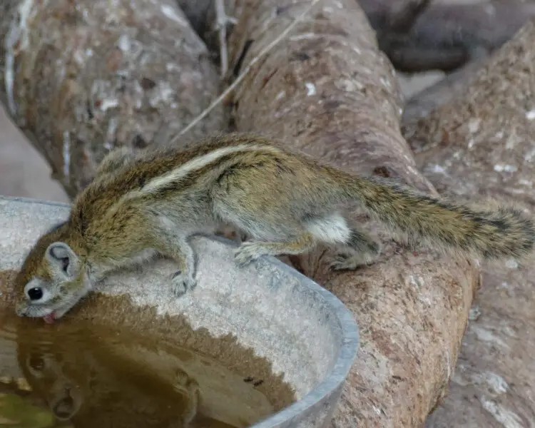 Congo rope squirrel - Facts, Diet, Habitat & Pictures on Animalia.bio