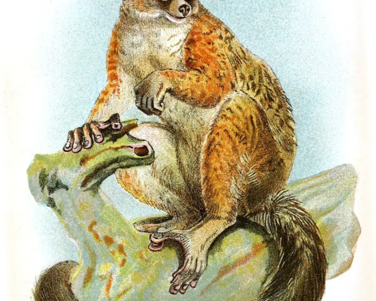 Bioko Allen's bushbaby - Facts, Diet, Habitat & Pictures on Animalia.bio