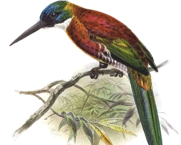 Galbula chalcothorax - Fatti, dieta, habitat e immagini su Animalia.bio