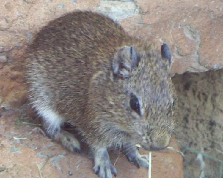Galea monasteriensis - Fatti, dieta, habitat e immagini su Animalia.bio